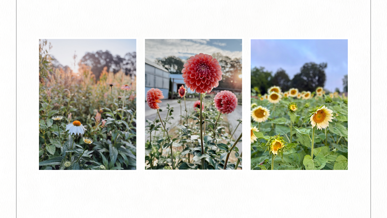 Wholesale Bouquets for Retail Partners – Posie Fields